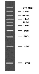 200-2000bp DNA Marker Plus, Ready-to-use